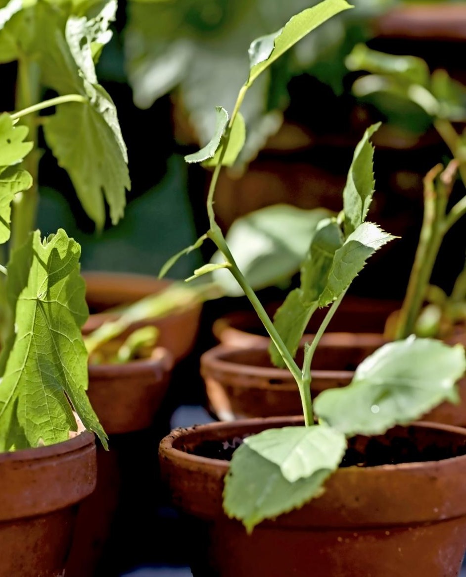 Stiklinger af roser — sådan gør du | Video-guide | ISABELLAS