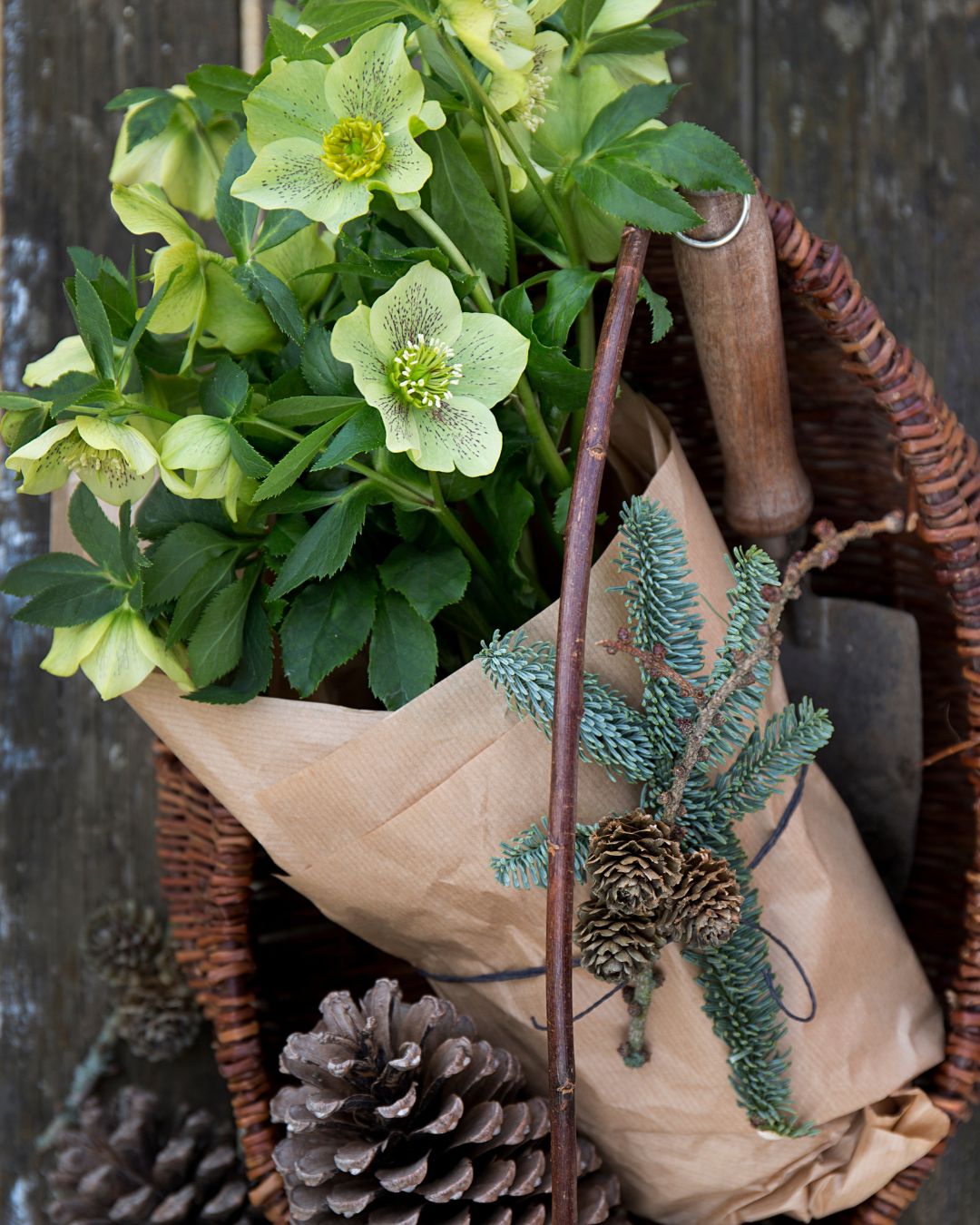 Guide: Sådan dyrker du juleroser | ISABELLAS