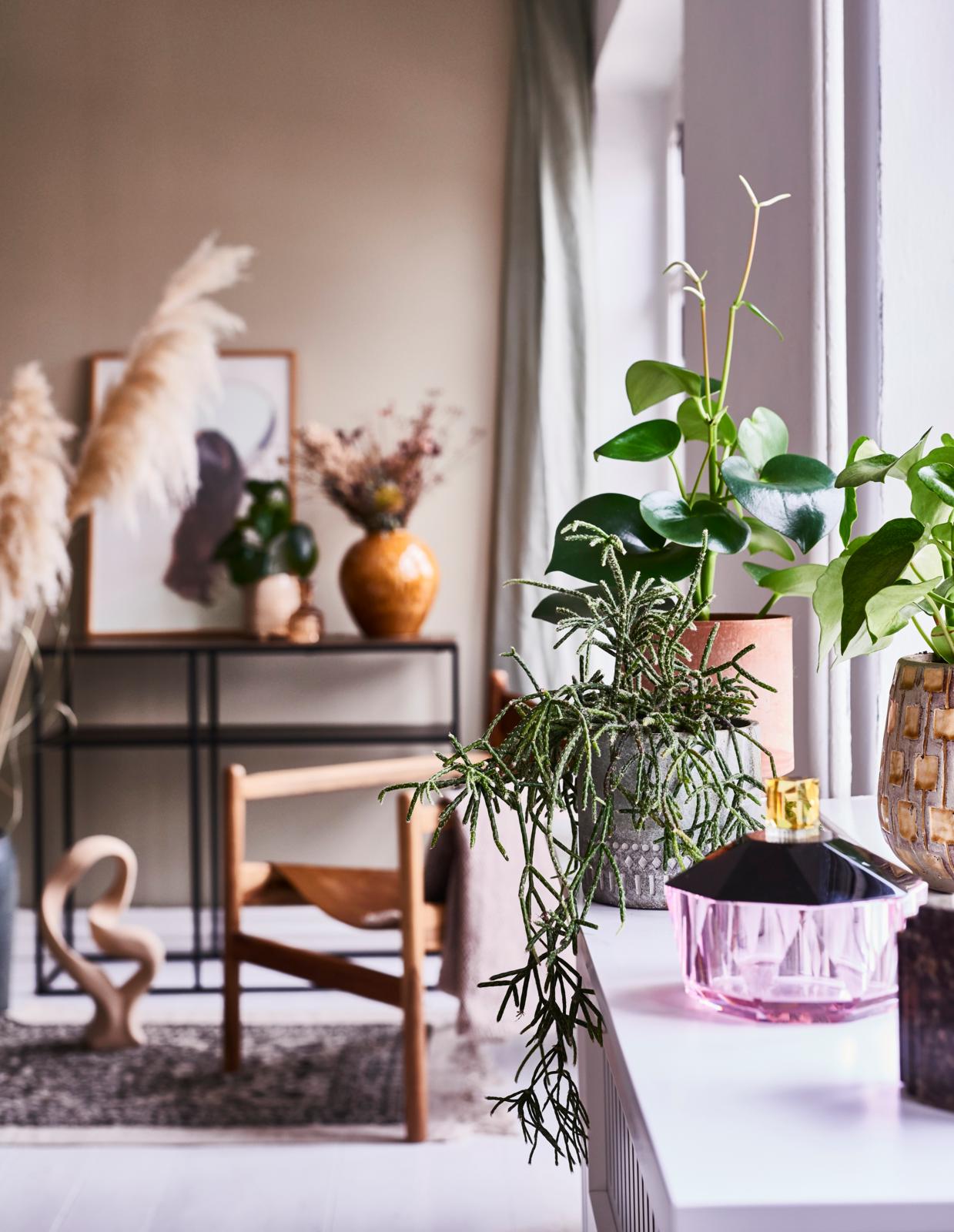 5 nemme og hårdføre radiatorplanter | ISABELLAS