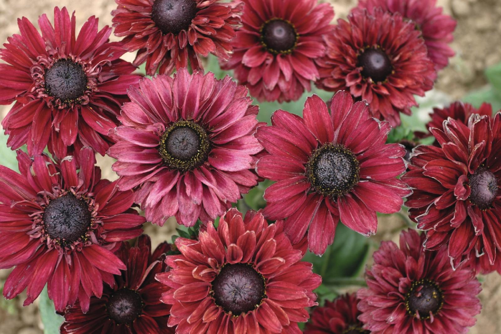 Guide: Pasning og pleje af solhat | ISABELLAS