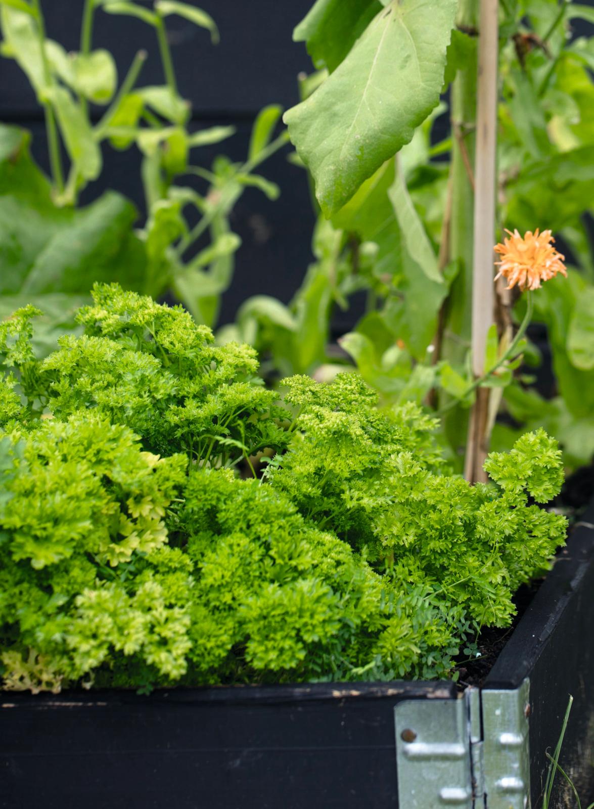 Sådan dyrker du persille | ISABELLAS