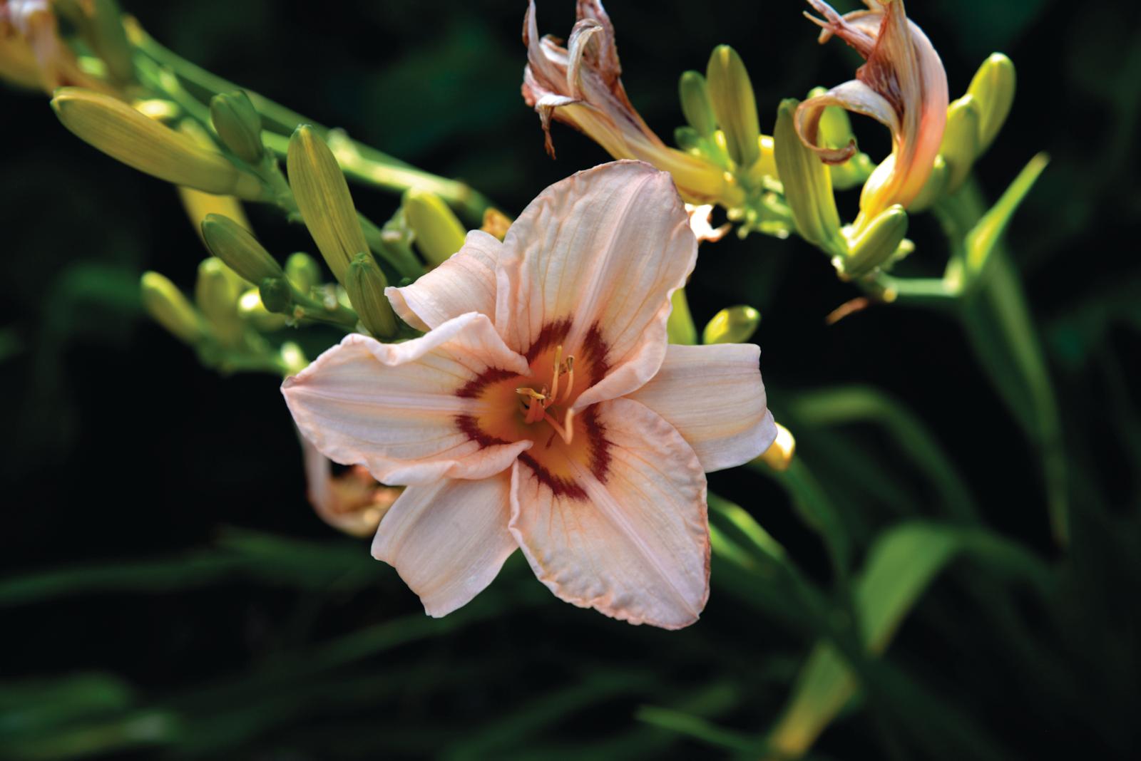 Dagliljer i haven | ISABELLAS