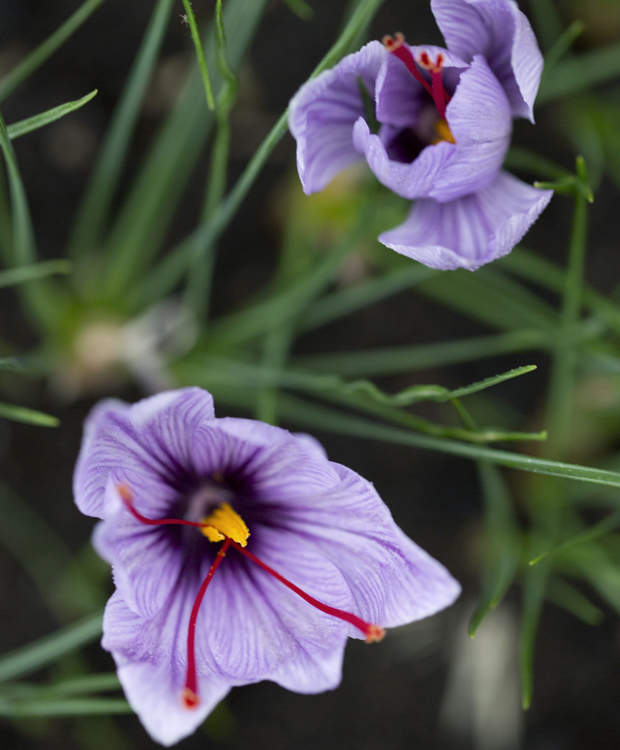 Safran: Sådan dyrker du selv verdens dyreste krydderi | ISABELLAS