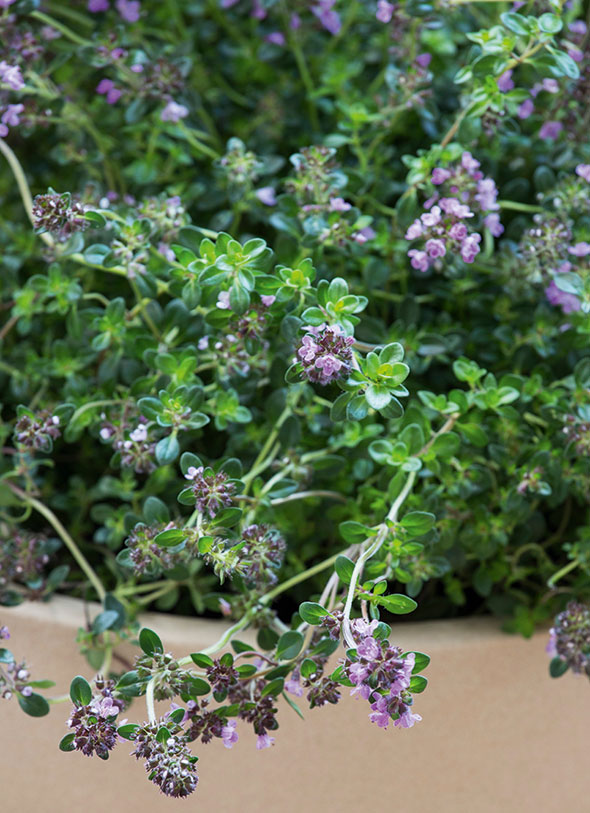 14 gode planter til altanen | ISABELLAS