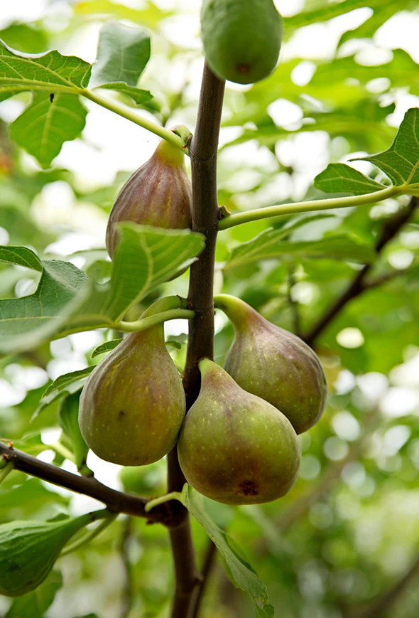 5 eksotiske frugter du kan dyrke i Danmark | ISABELLAS